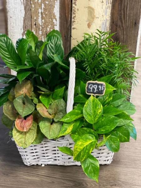 Plenty o' Plants | Emory Village Flowers